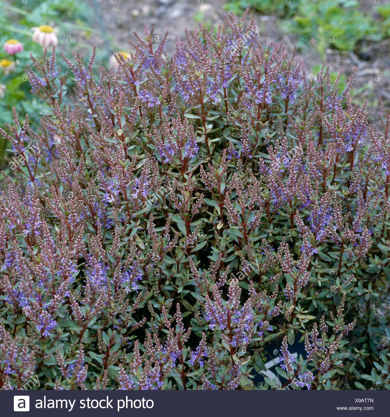 Hebe Caledonia Stock Photos & Hebe Caledonia Stock Images - Alamy